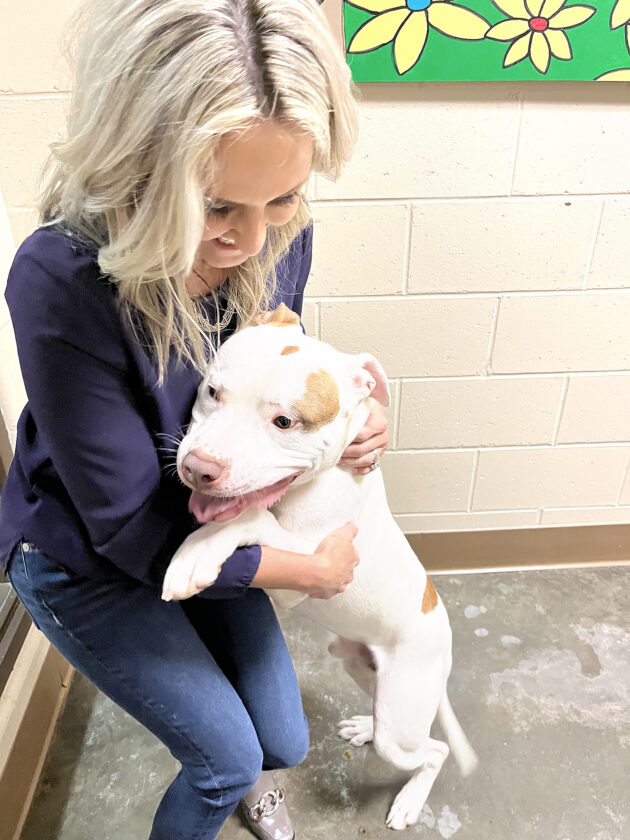 A new year calls for a new dog license | News, Sports, Jobs - Weirton ...